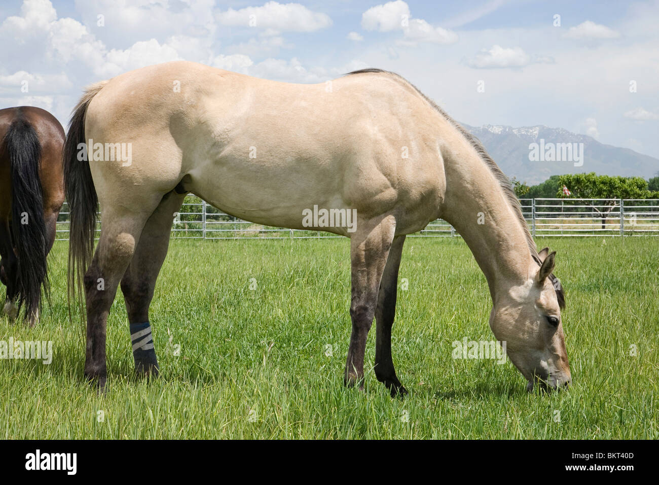 Tan horse hi-res stock photography and images - Alamy