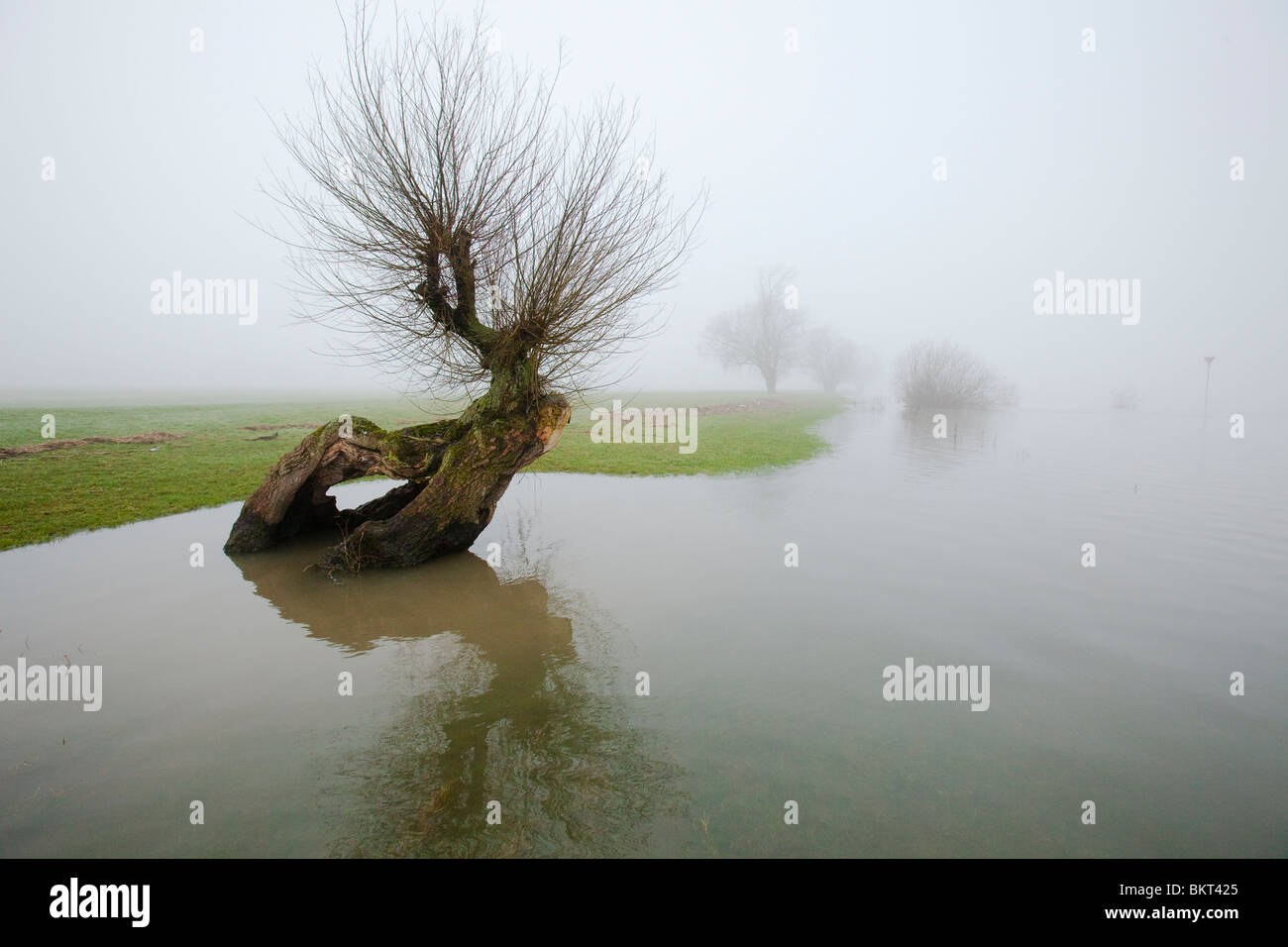 Willow trees along river shore of the IJssel during high water levels ...