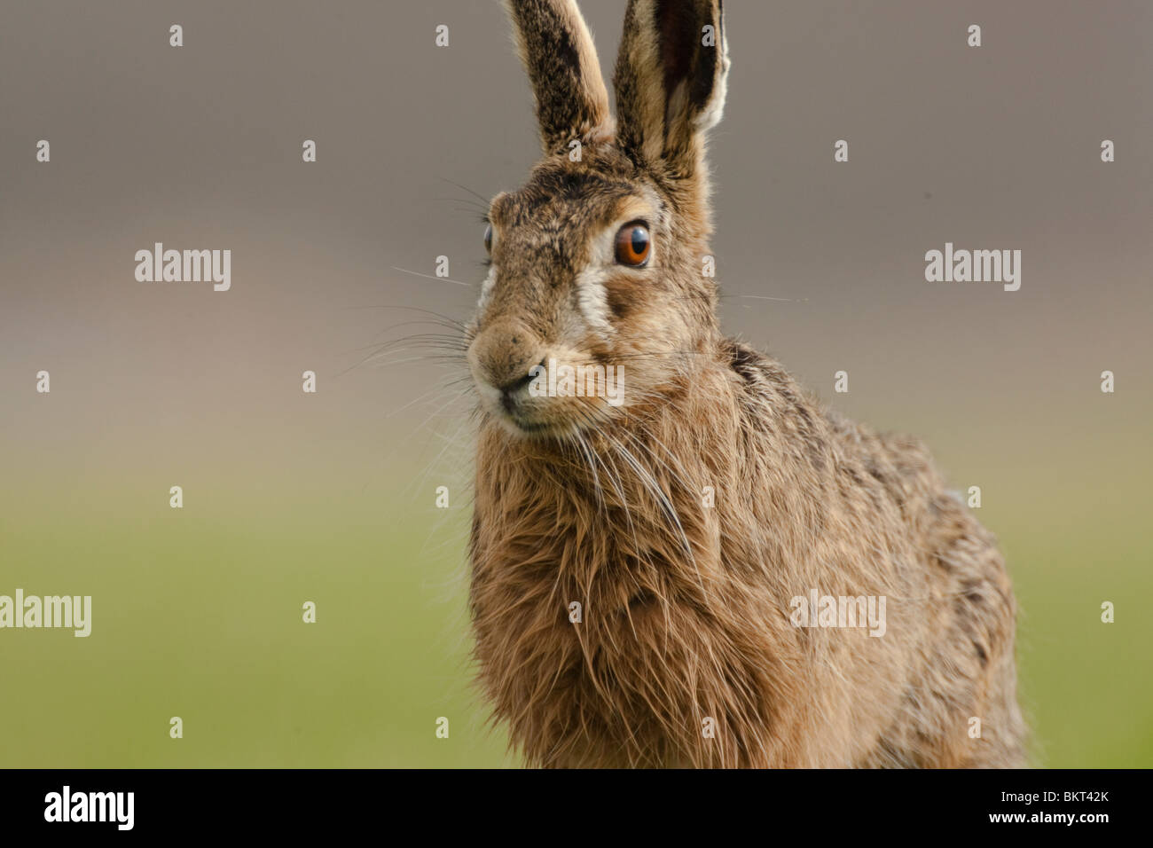 Hares chasing and running in pastures Stock Photo - Alamy