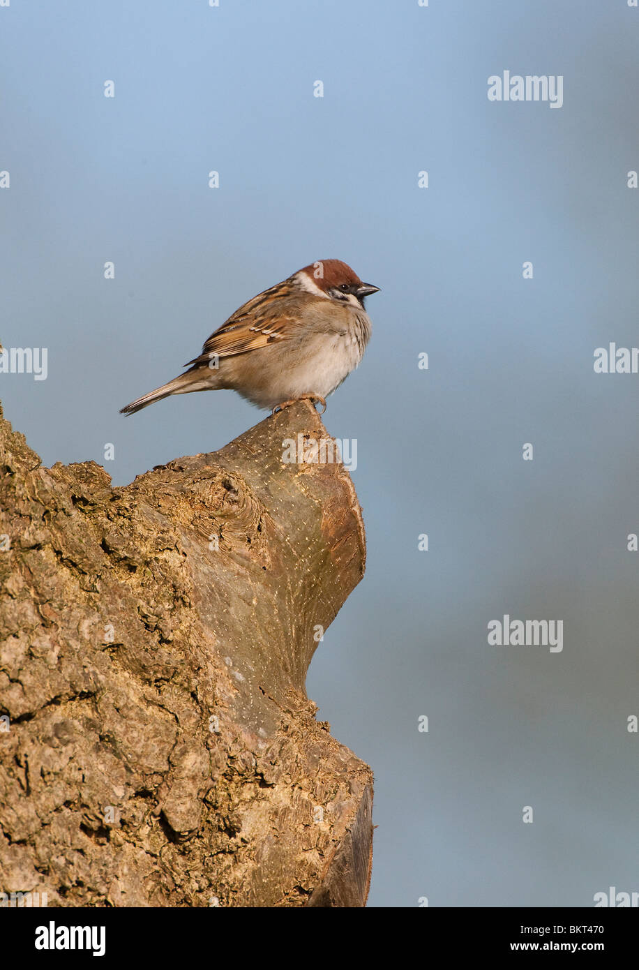 Male tree sparrow sings from tree on farm tree Stock Photo - Alamy
