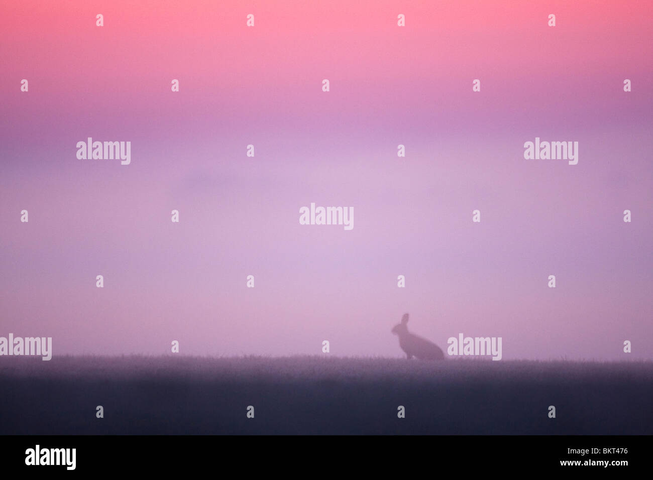 Hare before sun rise against pink sky Stock Photo - Alamy