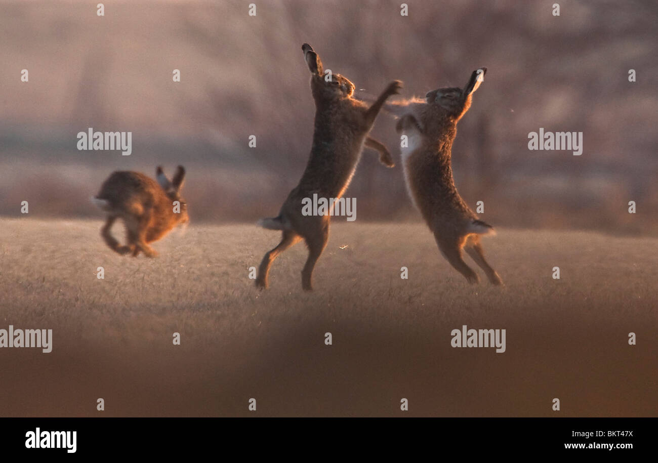 Fighting Hares High Resolution Stock Photography and Images - Alamy