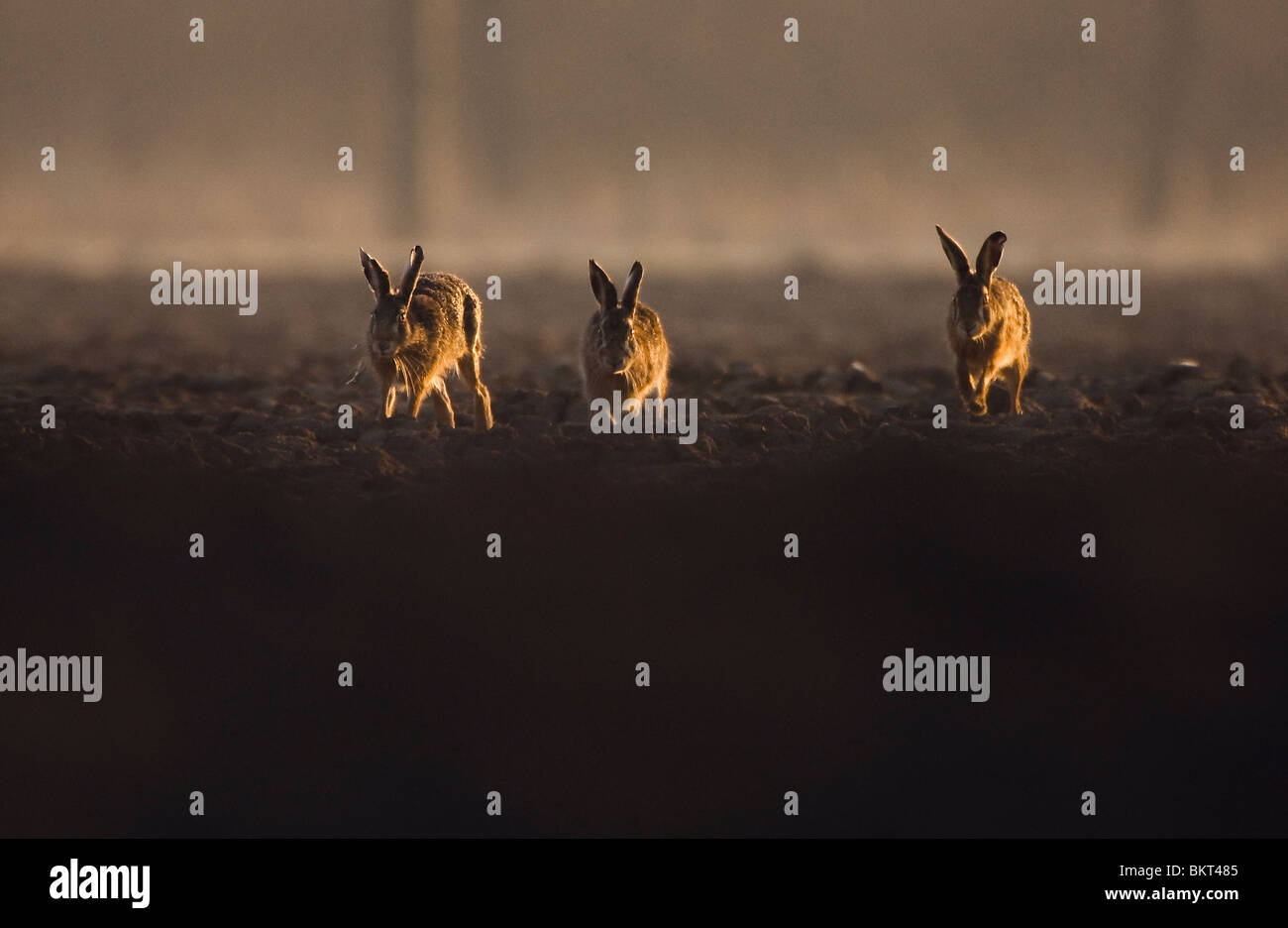 Three hares chasing each other on a field Stock Photo - Alamy