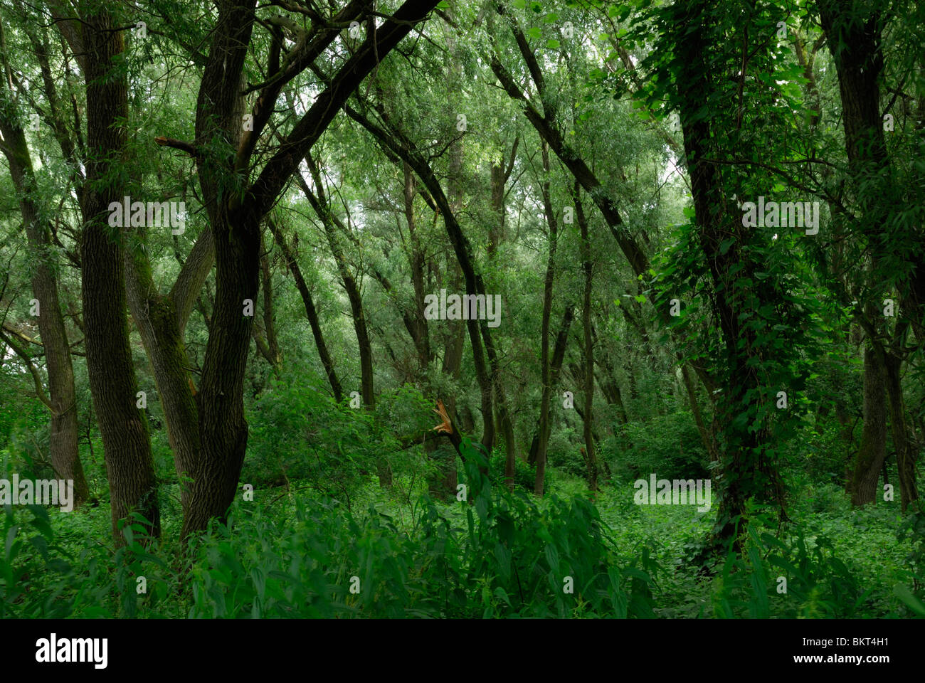 ooibos langs de Tisza; riparian forest along the river Tisza Stock ...