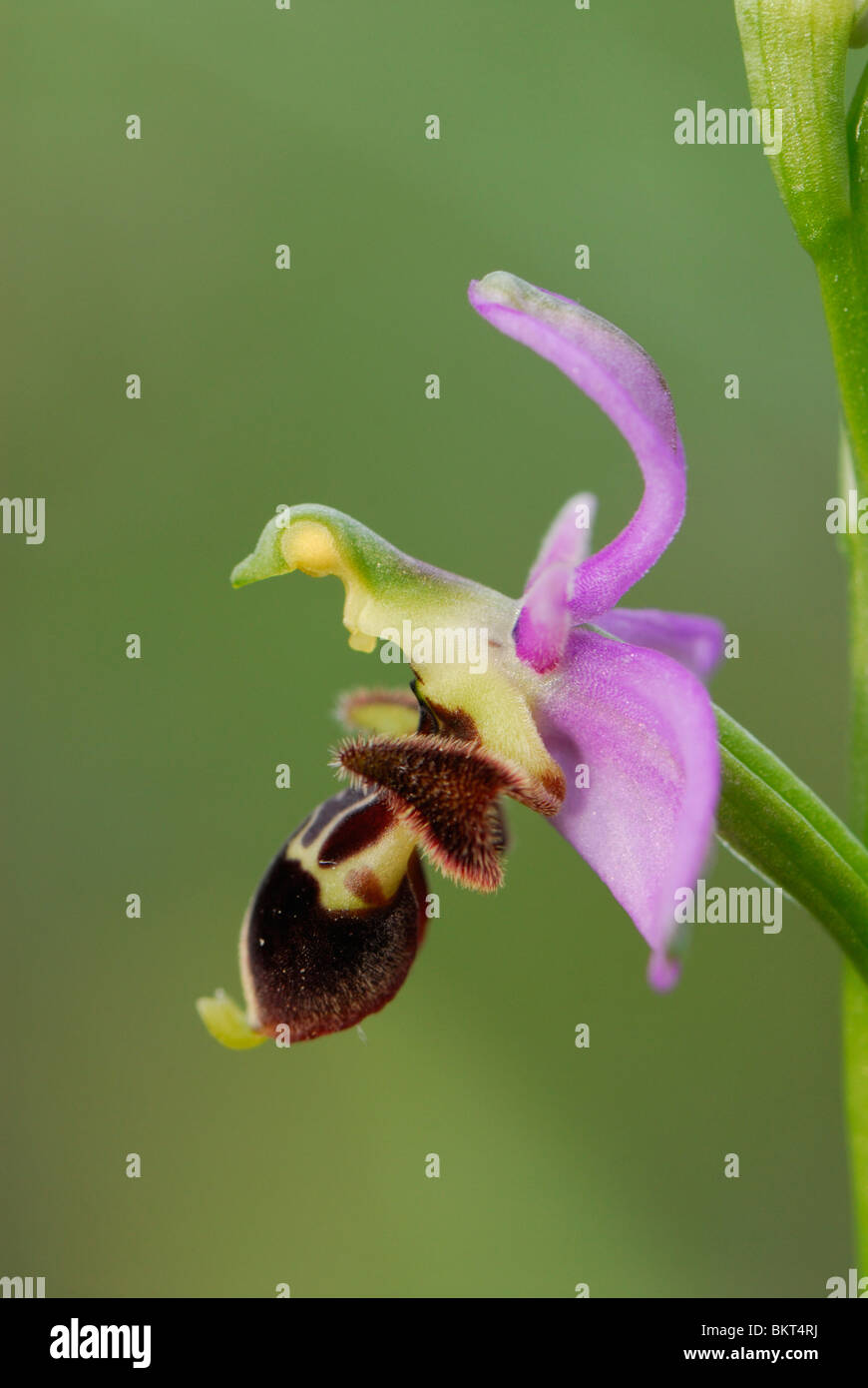 Orchid side view hi-res stock photography and images - Alamy