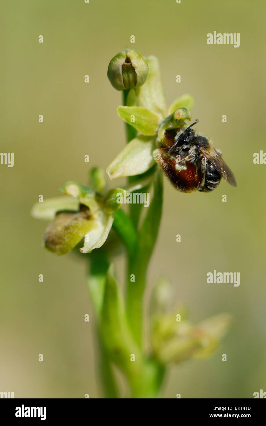 Early spider orchid bee hi-res stock photography and images - Alamy