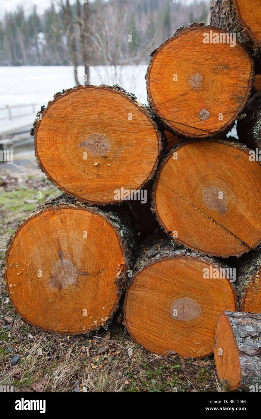 Alder tree wood hi-res stock photography and images - Alamy