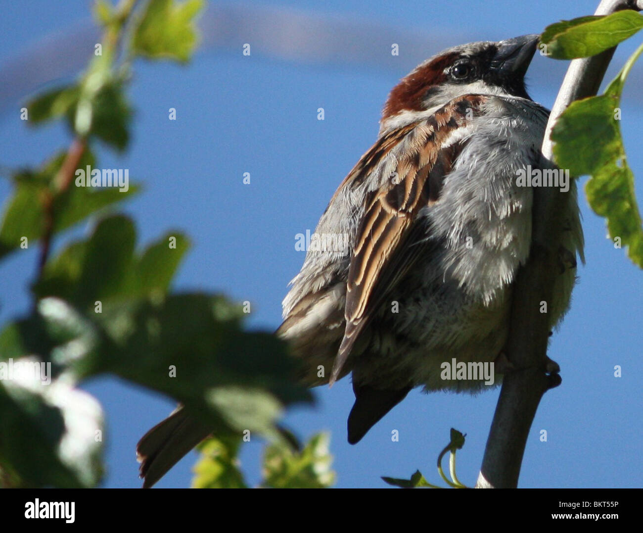 British tree sparrow hi-res stock photography and images - Alamy