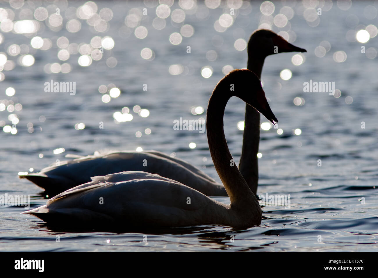 Whooper swan couple Stock Photo - Alamy