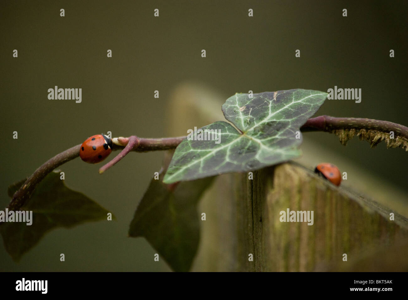 Lady birds hi-res stock photography and images - Alamy