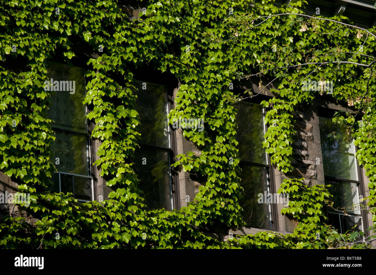 Ivy on Building Stock Photo - Alamy