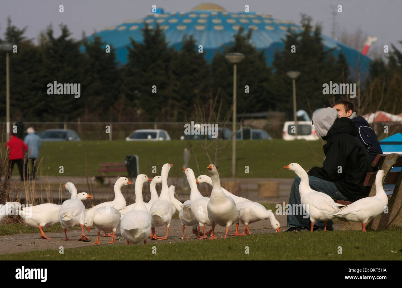 Man on bench feeding birds hi-res stock photography and images - Alamy