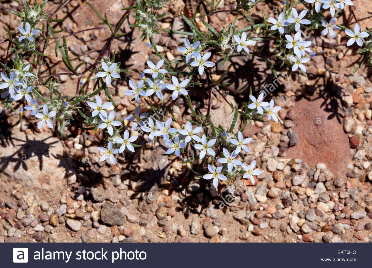 Diffusum High Resolution Stock Photography and Images - Alamy