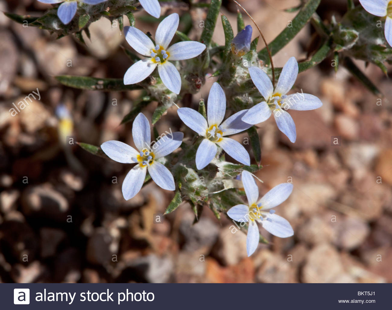 Diffusum High Resolution Stock Photography and Images - Alamy