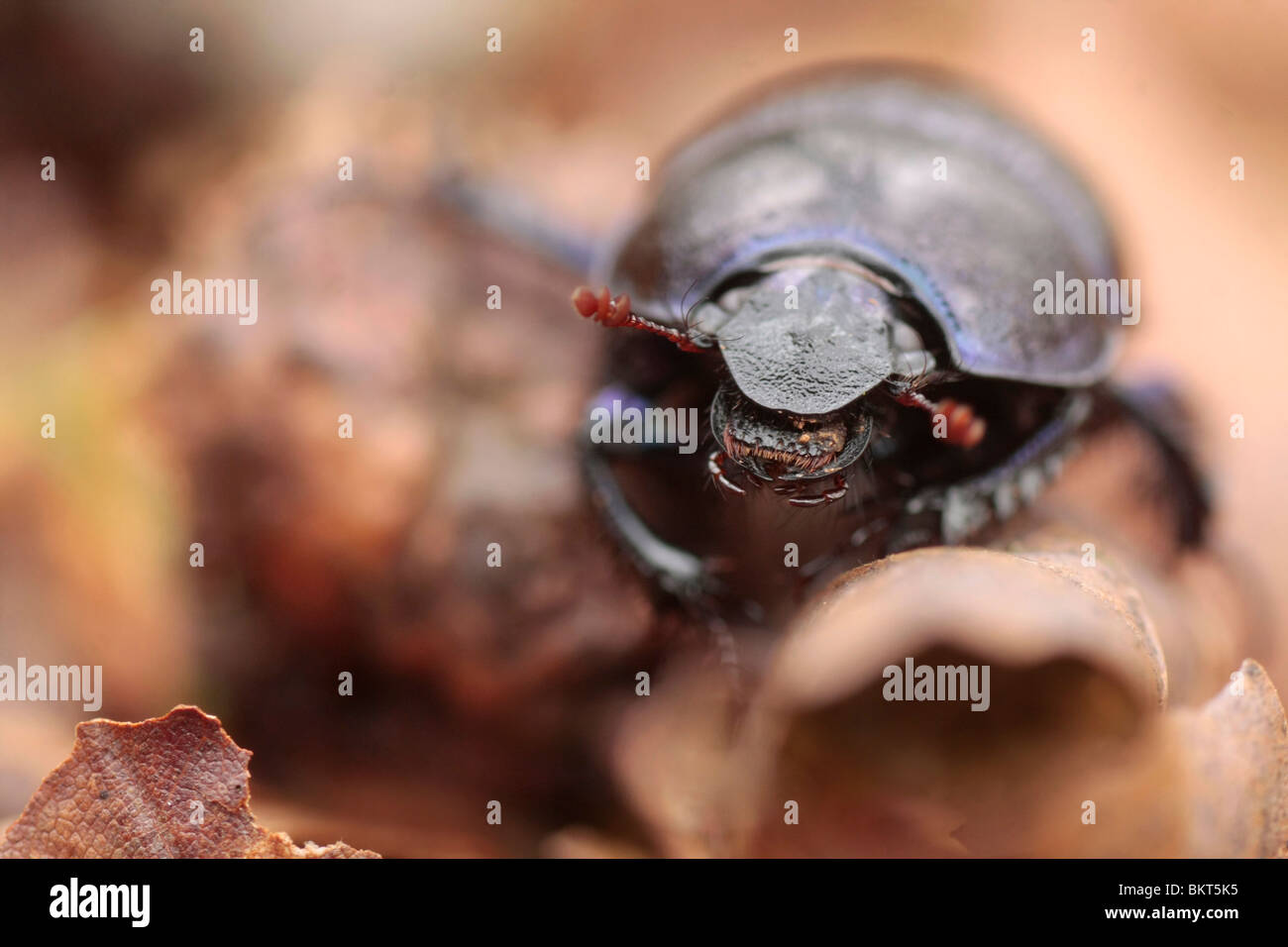 Earth boring dung beetle hi-res stock photography and images - Alamy