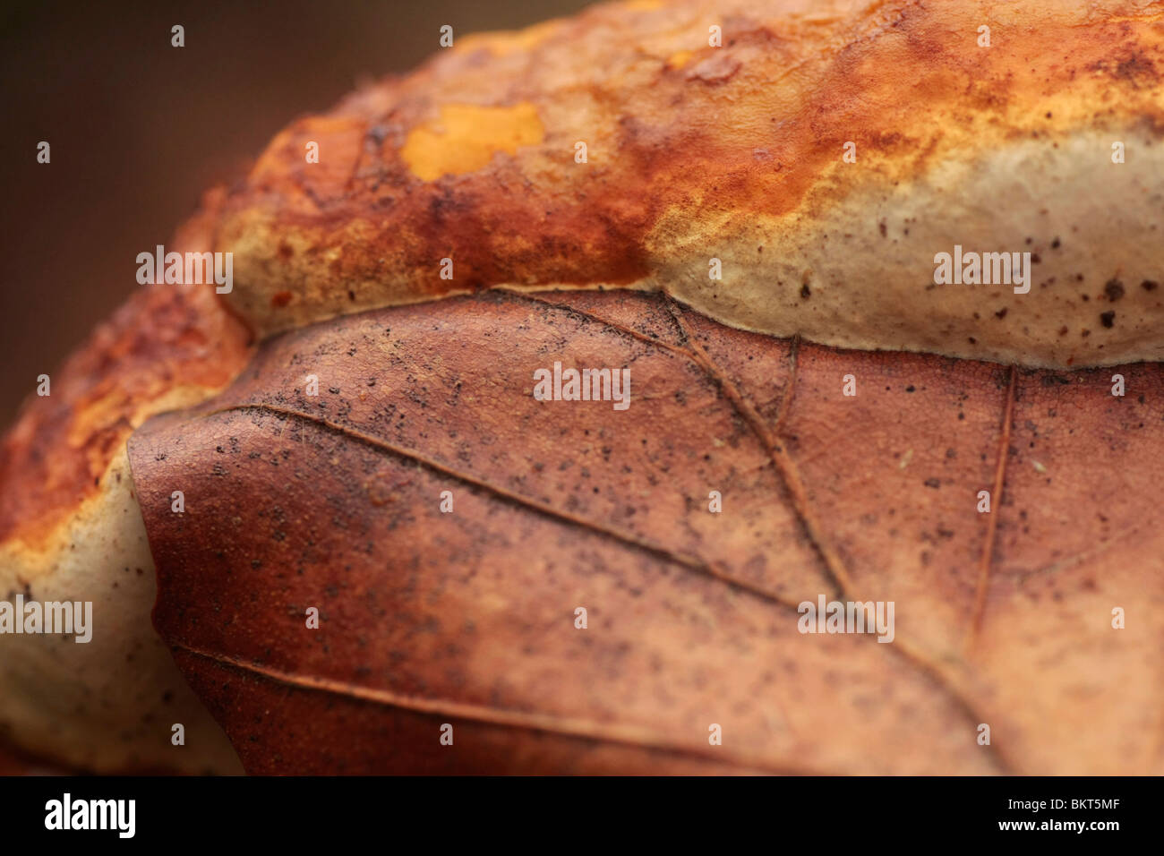 Beukenblad zit vastgegroeid in een Echte Tonderzwam Stock Photo - Alamy