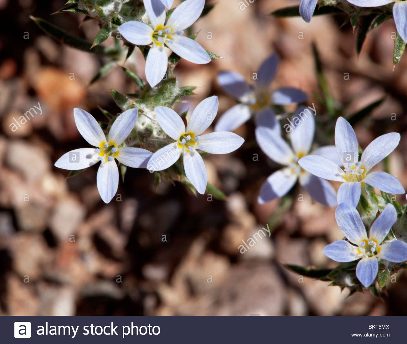 Diffusum High Resolution Stock Photography and Images - Alamy