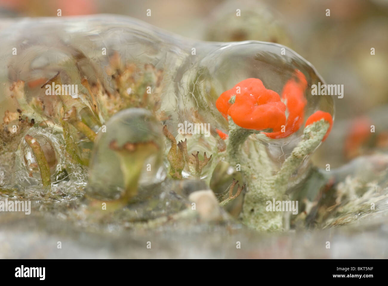British Soldiers frozen in ice Stock Photo - Alamy