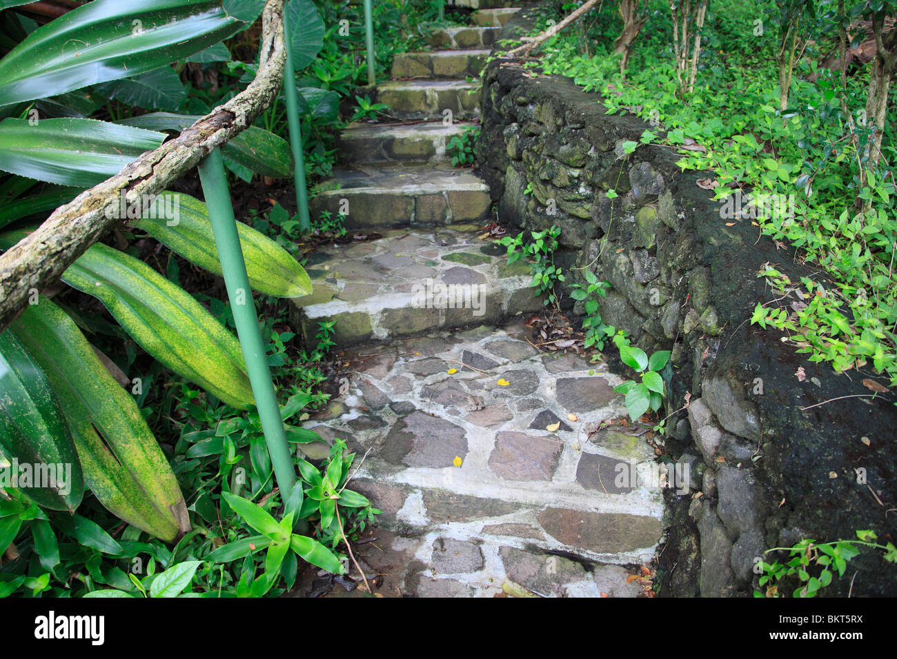 Jungle path hi-res stock photography and images - Alamy