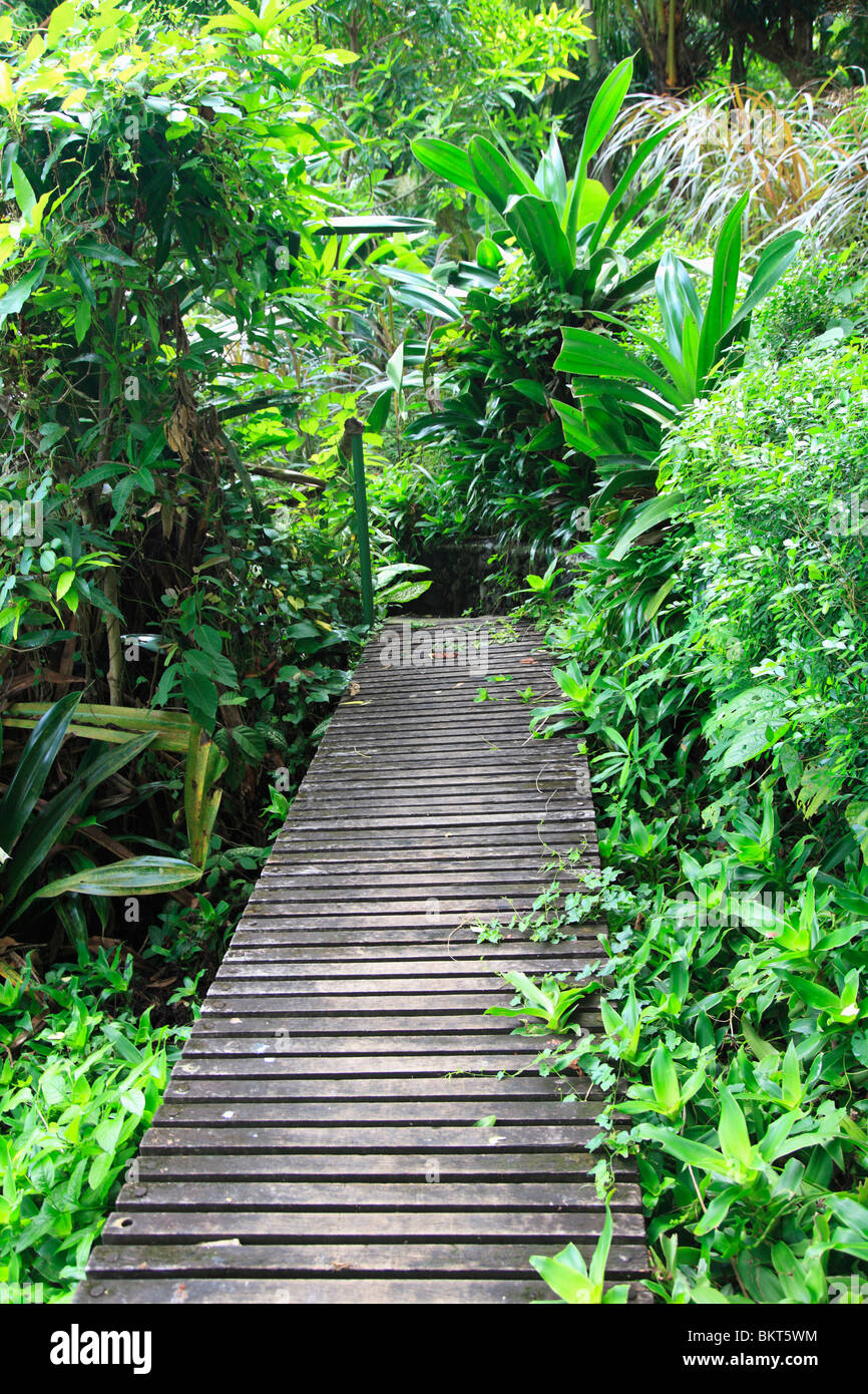 Jungle Path High Resolution Stock Photography and Images - Alamy