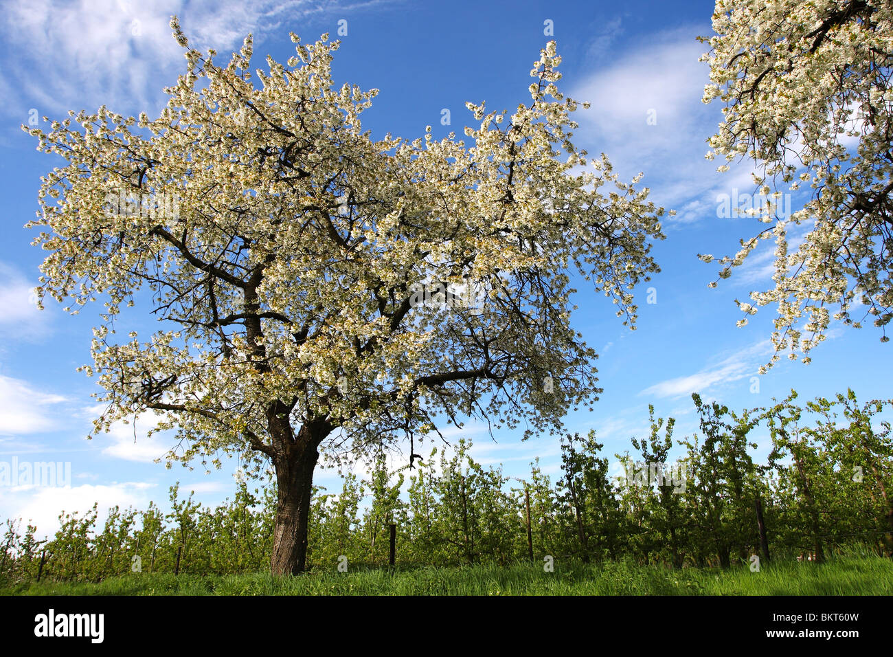 Bloeiende boomgaard, Haspengouw, BelgiÃ« Flowering fruit tree orchard ...