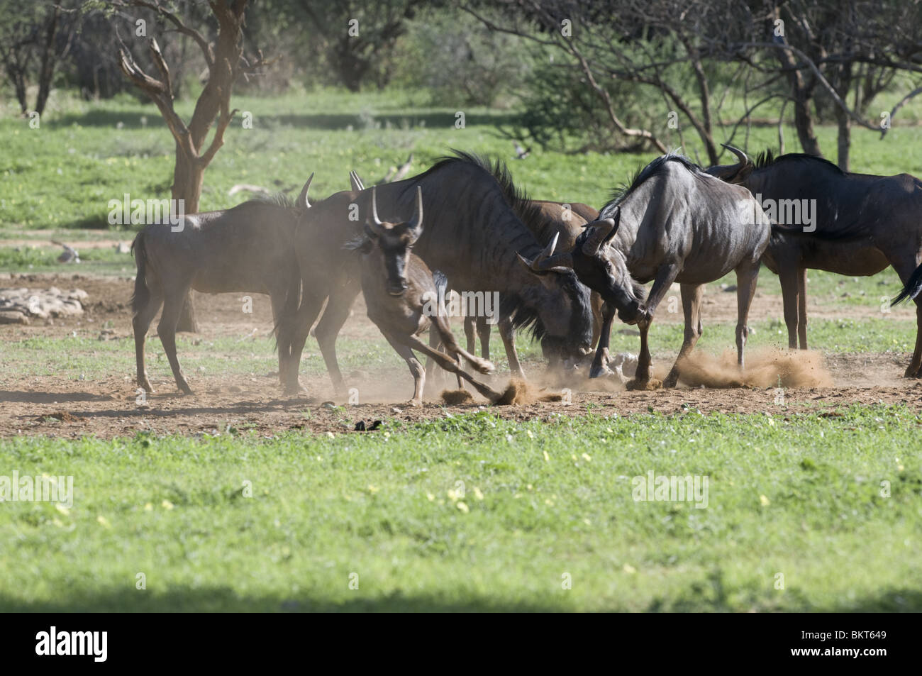 Wildebeest fighting at Erindi, Namibia Stock Photo - Alamy