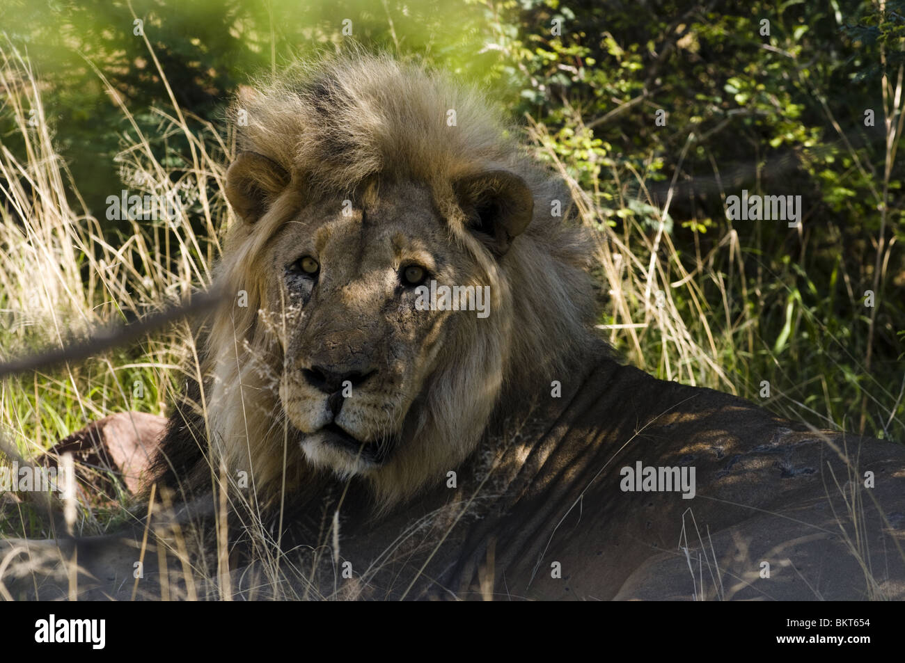 Old lion male hi-res stock photography and images - Alamy