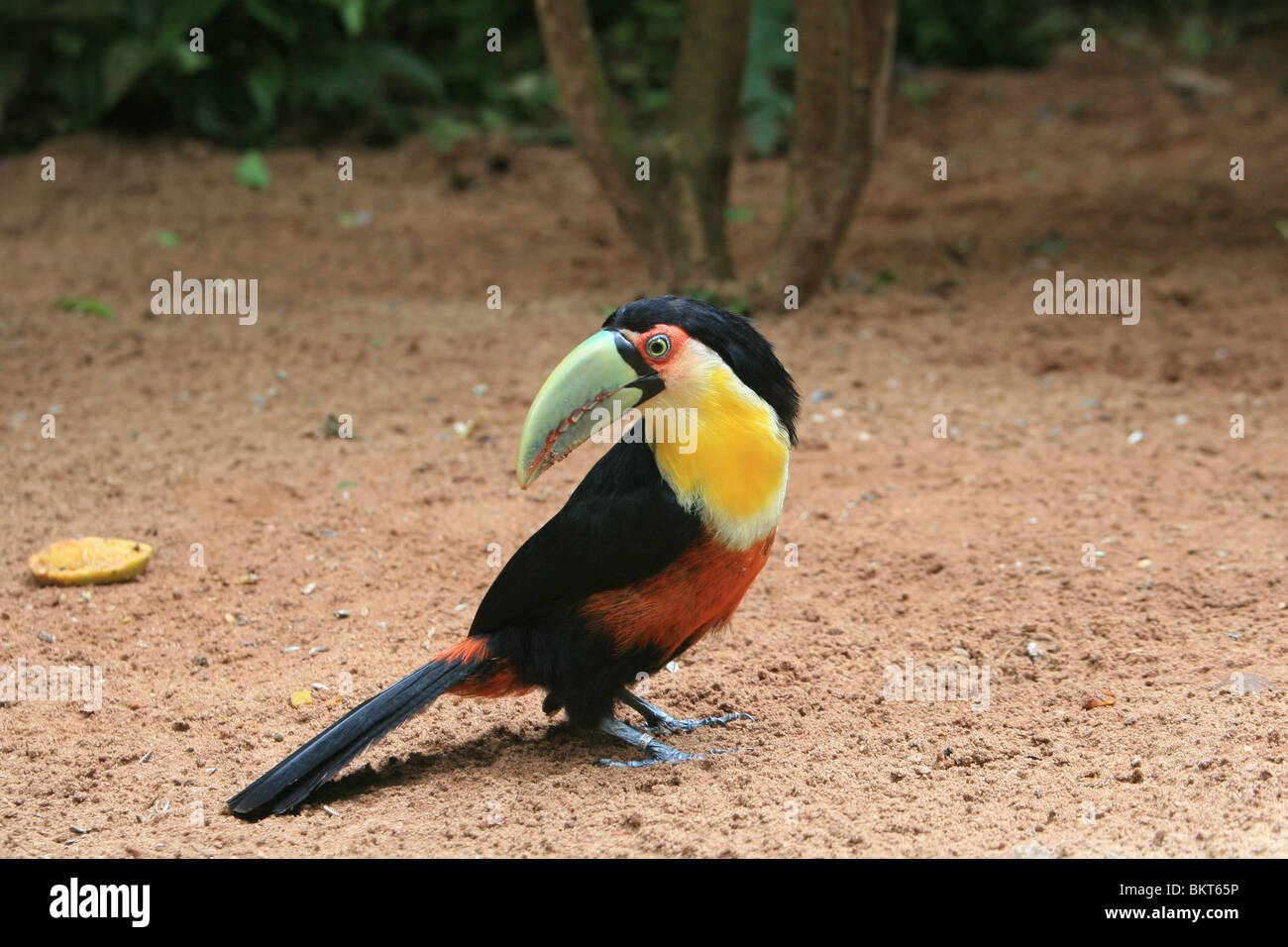 Exotic bird red beak white hi-res stock photography and images - Alamy
