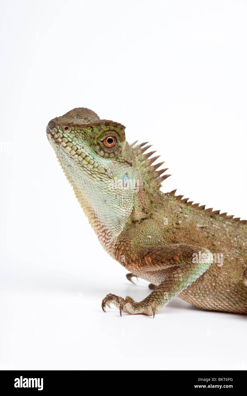 Horned lizard hi-res stock photography and images - Alamy