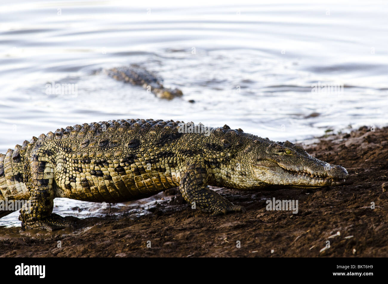 Young nile crocodile crocodylus niloticus hi-res stock photography and ...