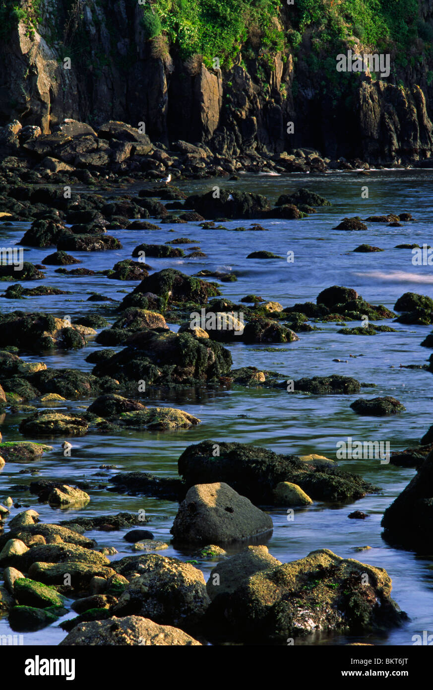 The rocky coastline of PEBBLE BEACH, CALIFORNIA Stock Photo - Alamy