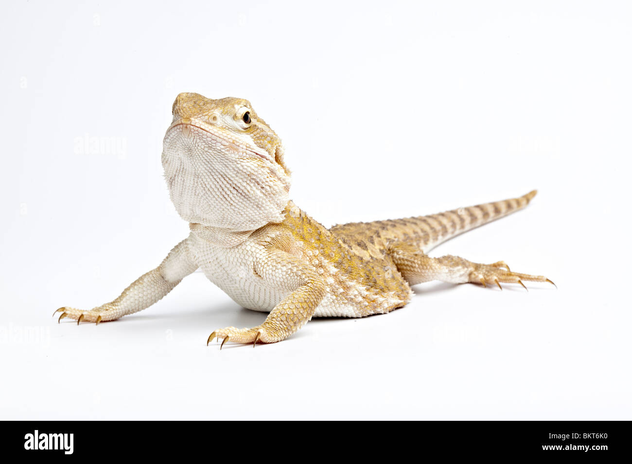 Rankin's dragon, Pogona henrylawsoni Stock Photo - Alamy
