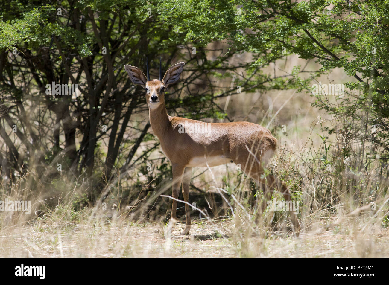 Male Steenbok, Hobatere concession, Namibia Stock Photo - Alamy
