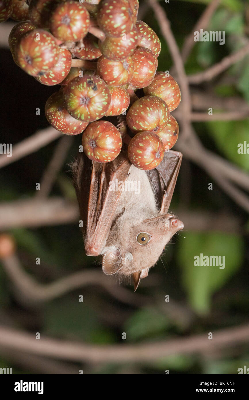 Epaulet bat hi-res stock photography and images - Alamy