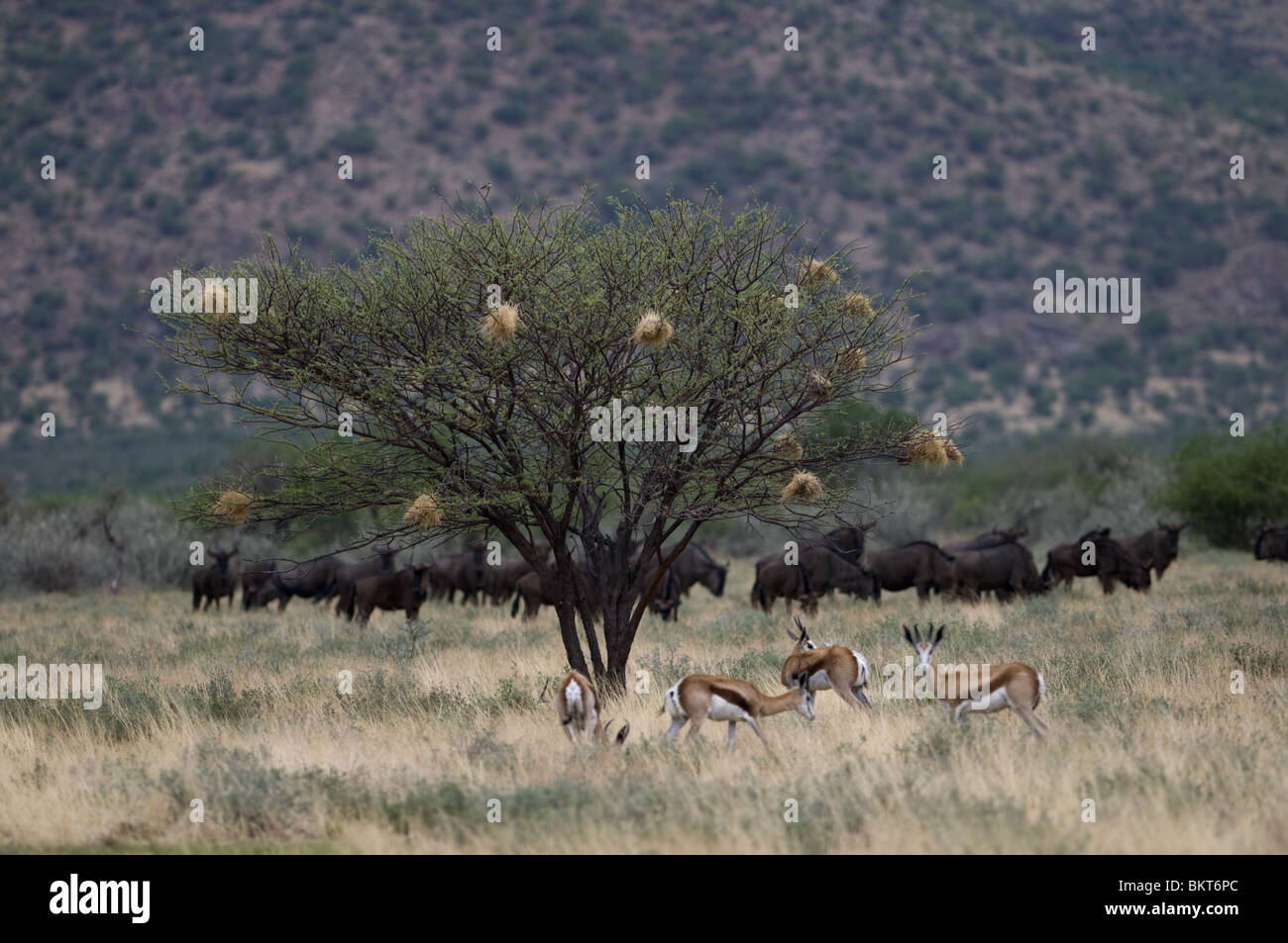 Herd of springbok, Namibia Stock Photo - Alamy
