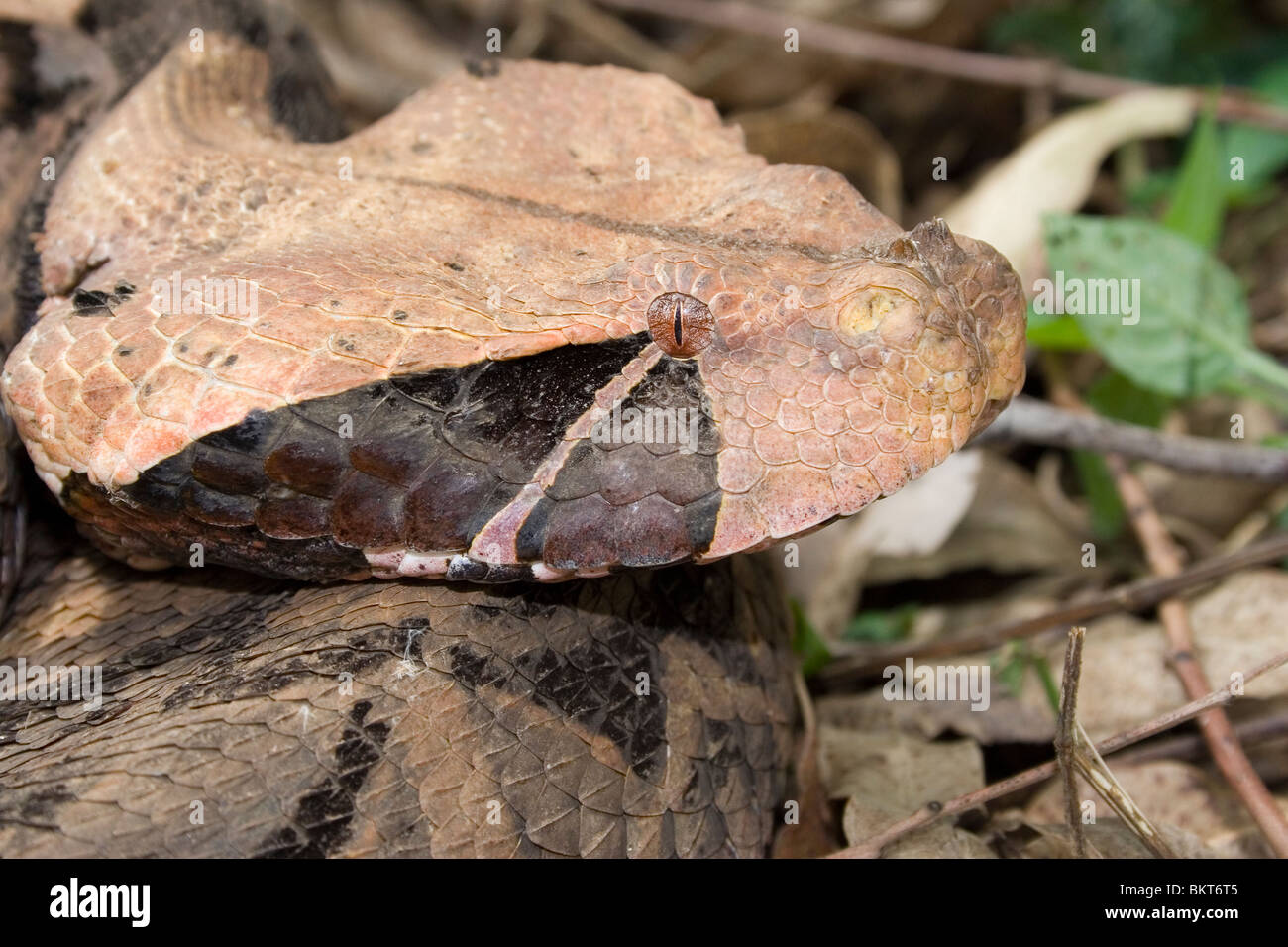 Camouflaged gaboon viper hi-res stock photography and images - Alamy