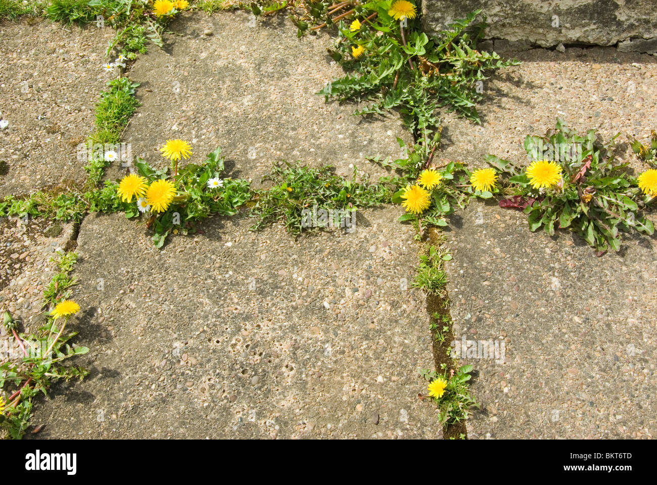 Garden Weeds In Paving Stock Photos & Garden Weeds In Paving Stock ...