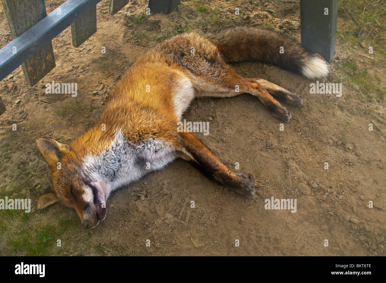 Dead Red Fox (traffic victim Stock Photo - Alamy