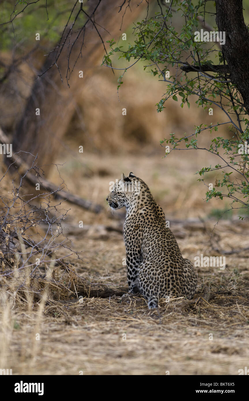 Young male leopard in grassland, namibia, Africa Stock Photo - Alamy