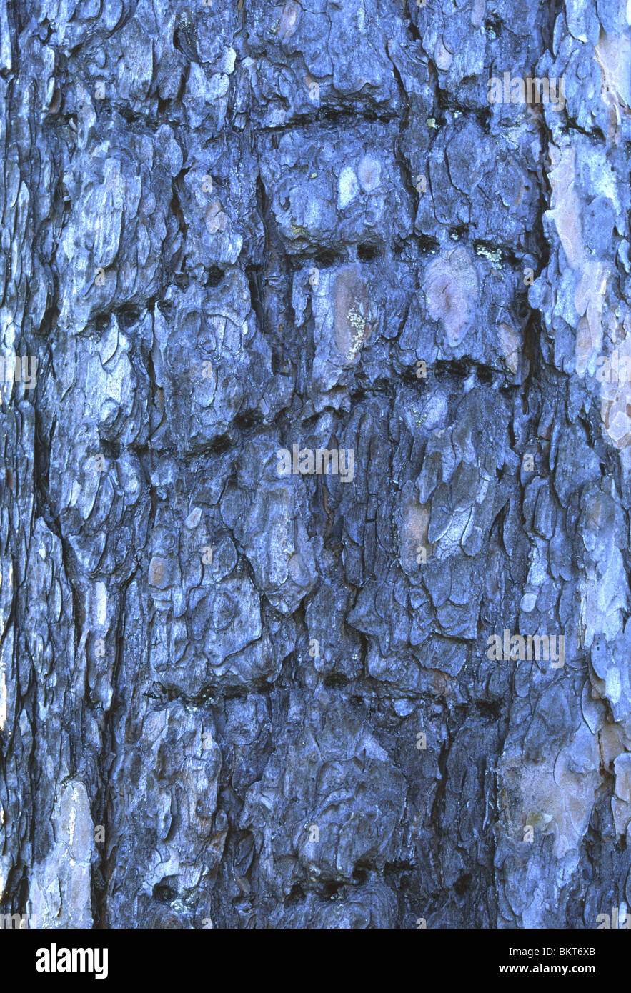 Tracks of Three-toed Woodpecker (Picoides tridactylus), Finland Stock ...