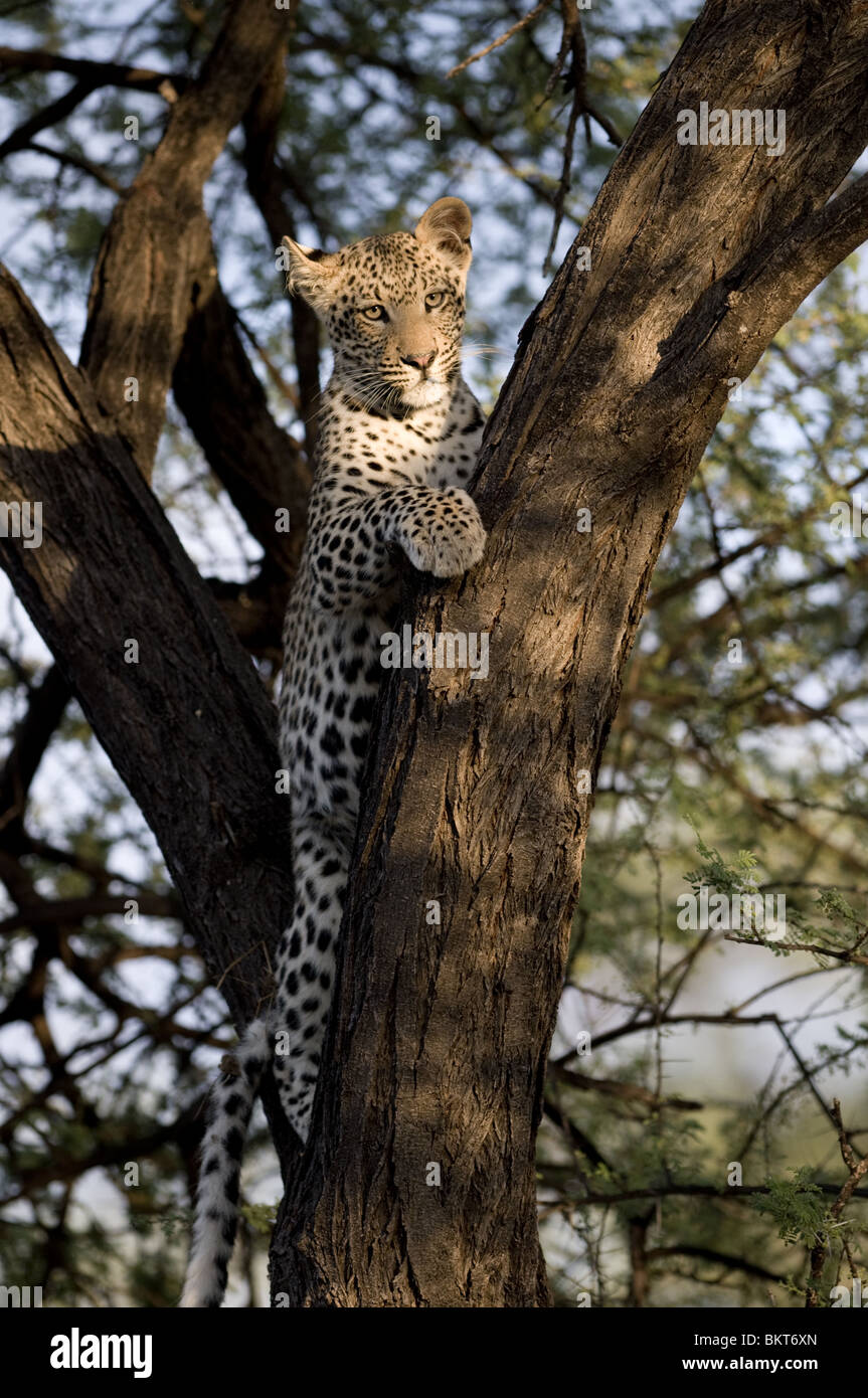 Young male leopard in tree, Namibia, Africa Stock Photo - Alamy