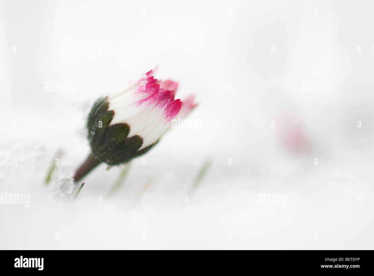 Daisy in snow hi-res stock photography and images - Alamy