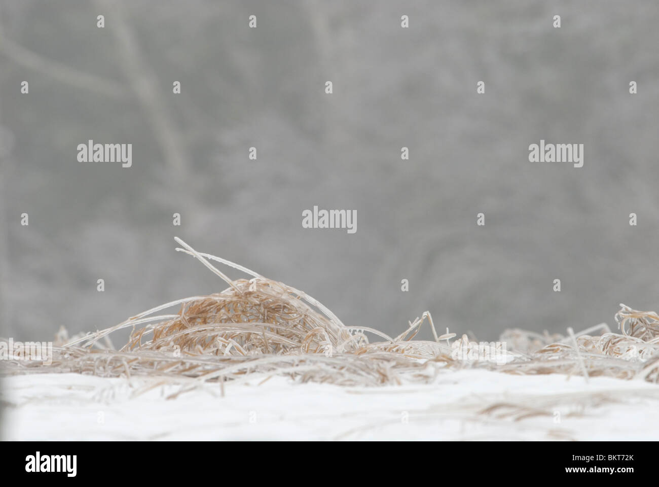 Gras in ijs,Grass in ice Stock Photo - Alamy