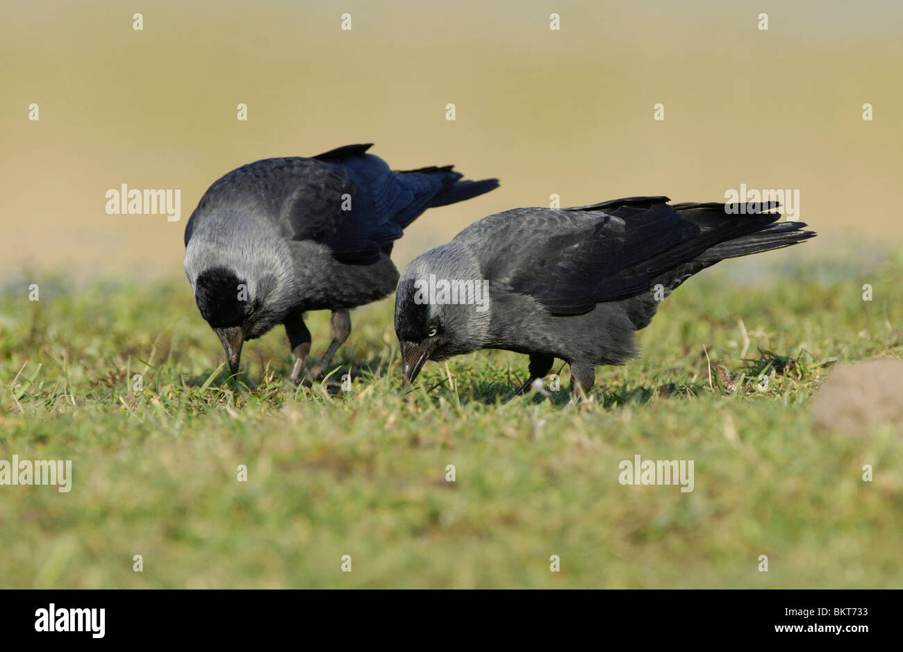 Jackdaws hole hi-res stock photography and images - Alamy