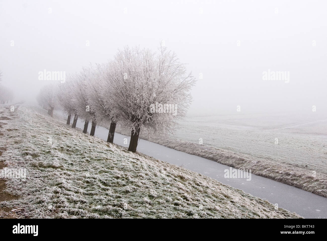 A row of pollard willow in a winter landscape Stock Photo - Alamy