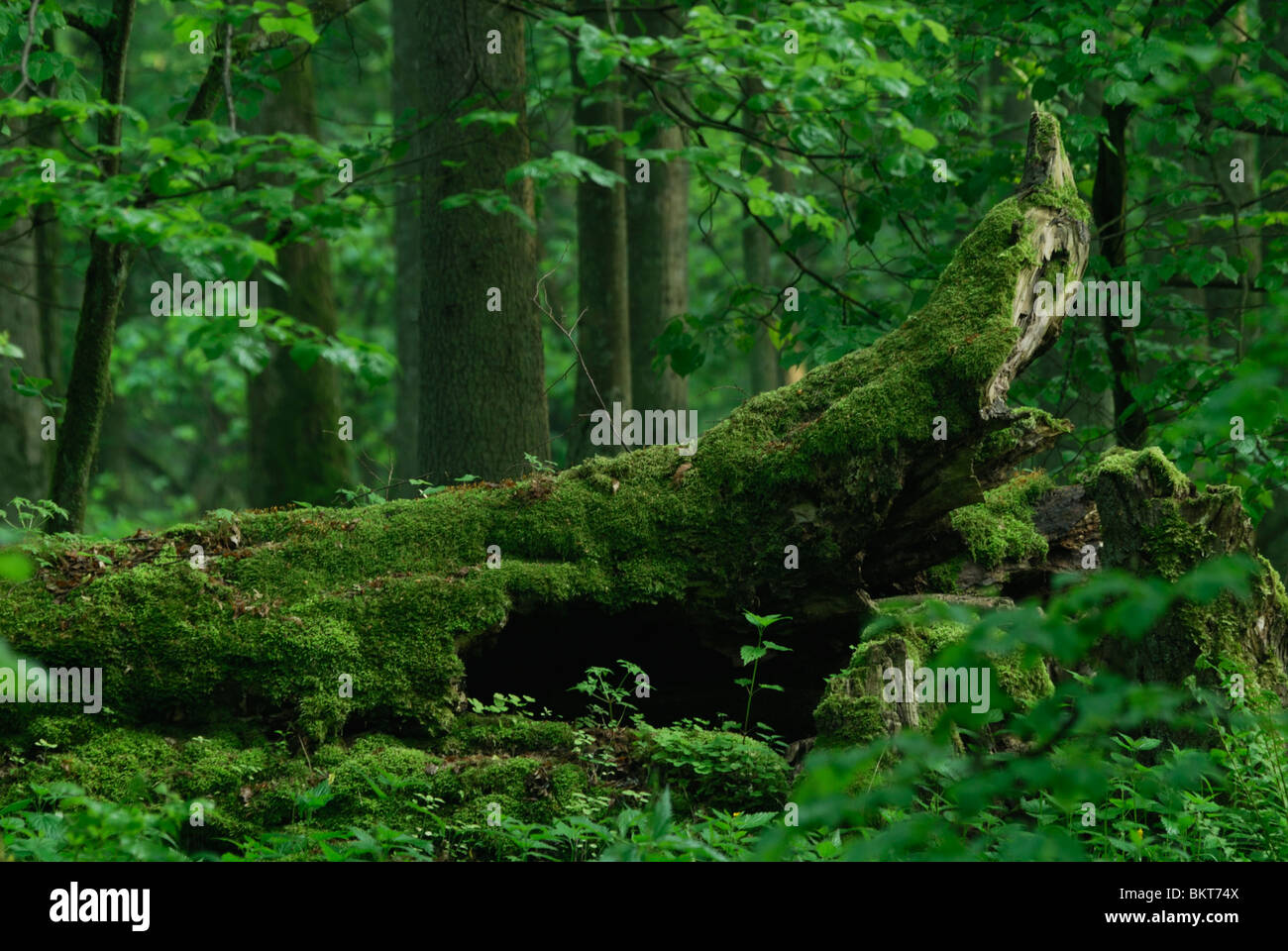 dode boom in oerbos Bialowiesza; dead tree in ancient forest ...