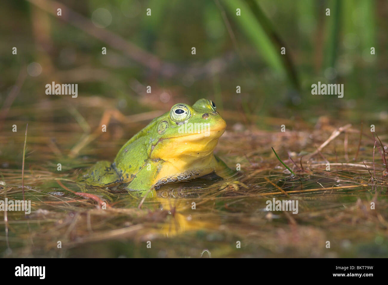 Poelkikker hi-res stock photography and images - Alamy