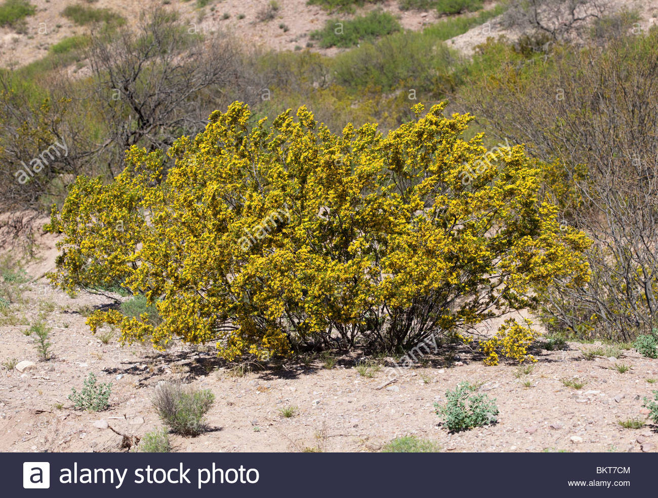 Creosote Bush Stock Photos & Creosote Bush Stock Images - Alamy