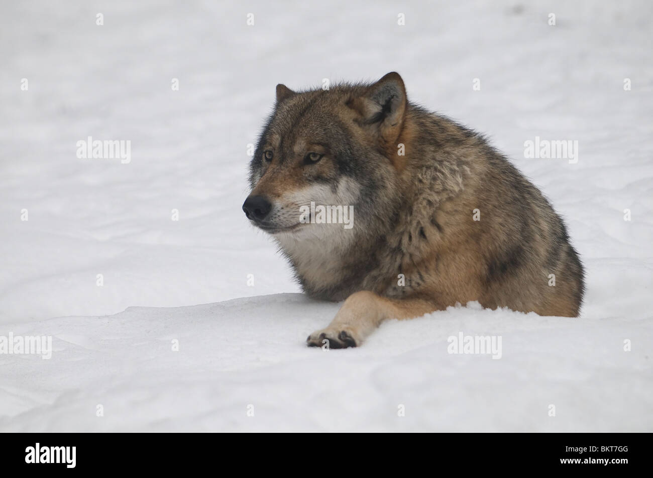 Roedel hi-res stock photography and images - Alamy