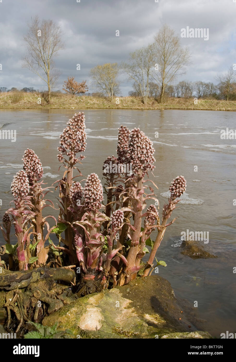 Common Butterbur on the Waterfront Stock Photo - Alamy